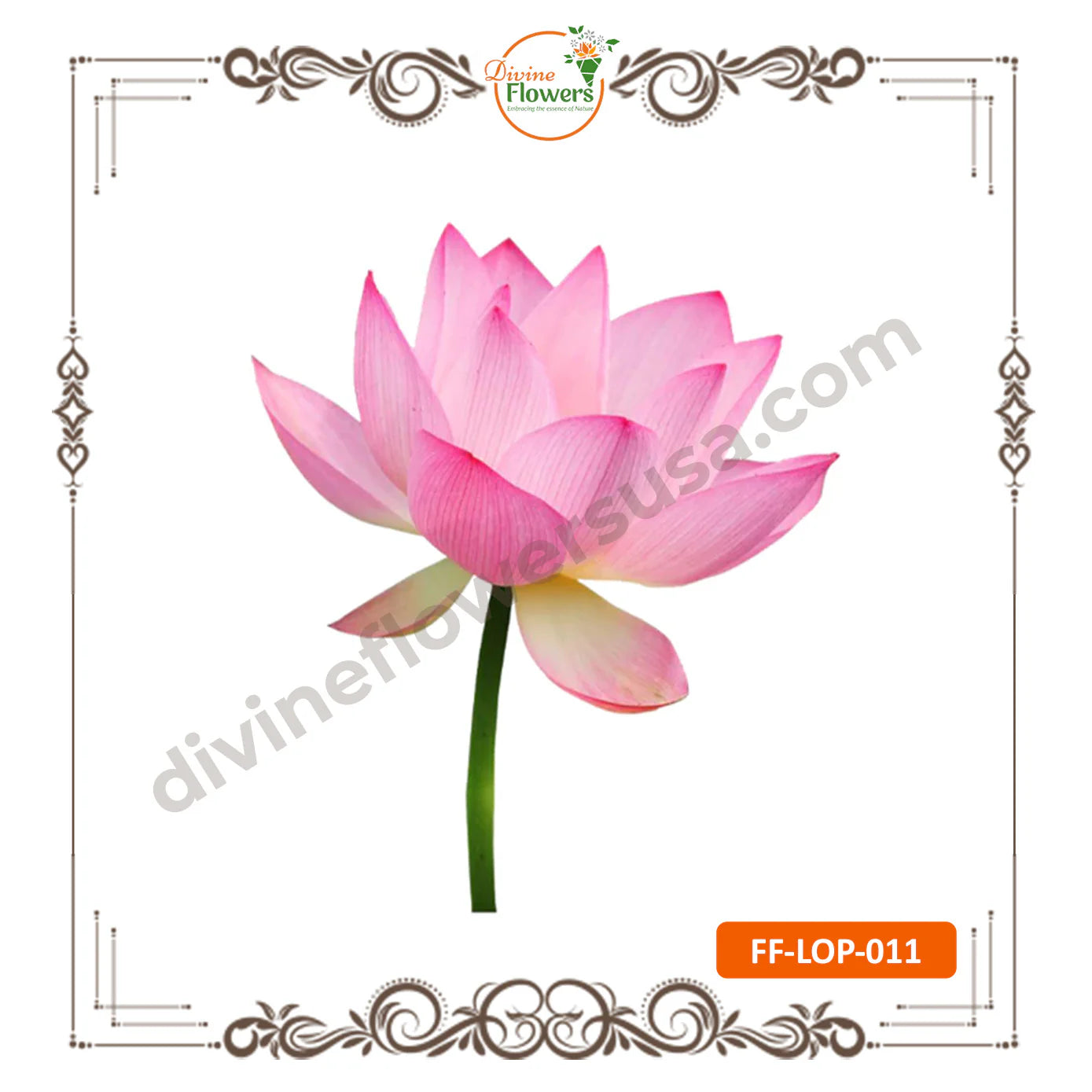 Discover Pink Lotus (FF-LOW-012) - Elegance & Serenity – Divine Flowers