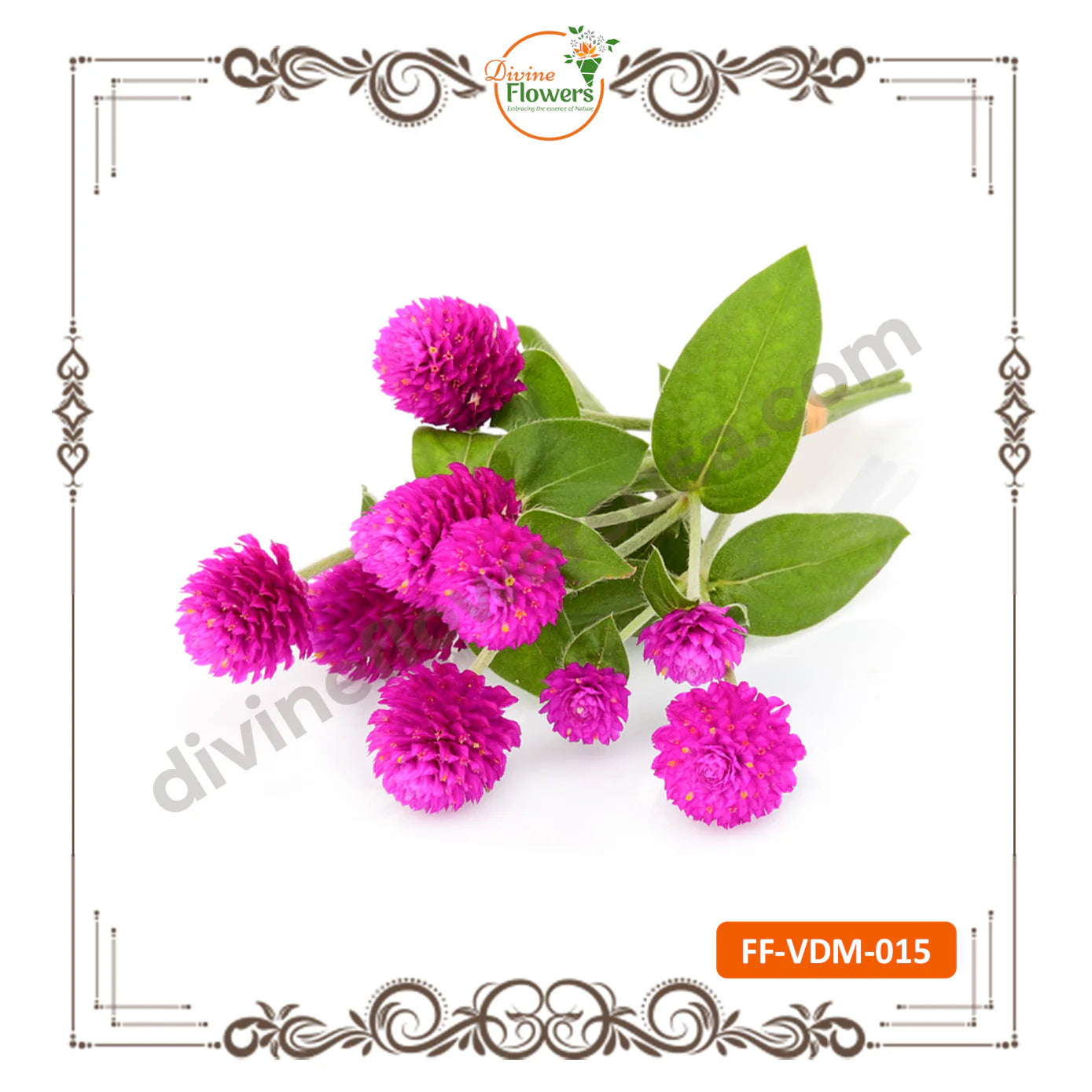 Vadmalli 100g Premium Spices | Order Now – Divine Flowers
